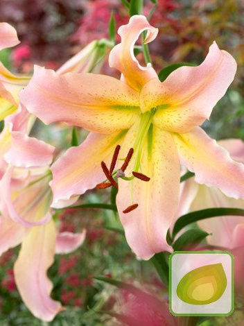 Lilia (Lilium) Elusive | Sklep Cebule.pl