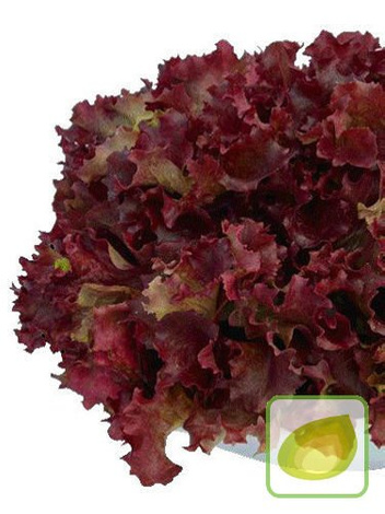 Nasiona Sałata Liściowa Lollo Rossa - Baby Leaf | Sklep Cebule.pl