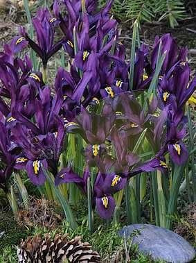 Irys RETICULATA J.S. DIJT 6/7 | Sklep Cebule.pl