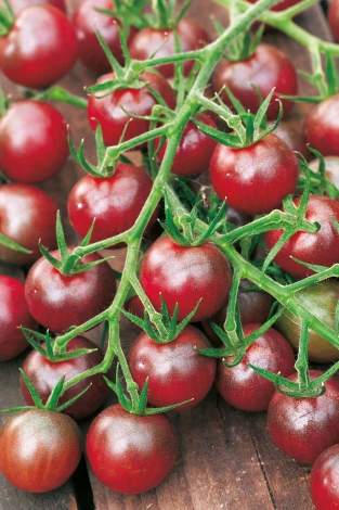 Nasiona Pomidor Miniaturowy, Czarny Black Cherry 0,2 g. | Sklep Cebule.pl