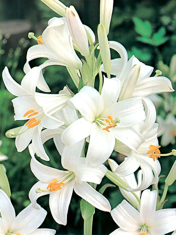 Lilie (Lilium) Candidum | Cebule.pl - Sklep Ogrodniczy Online, Niskie Ceny