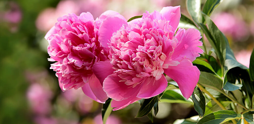 Jak i kiedy sadzić Piwonie - kompletny poradnik