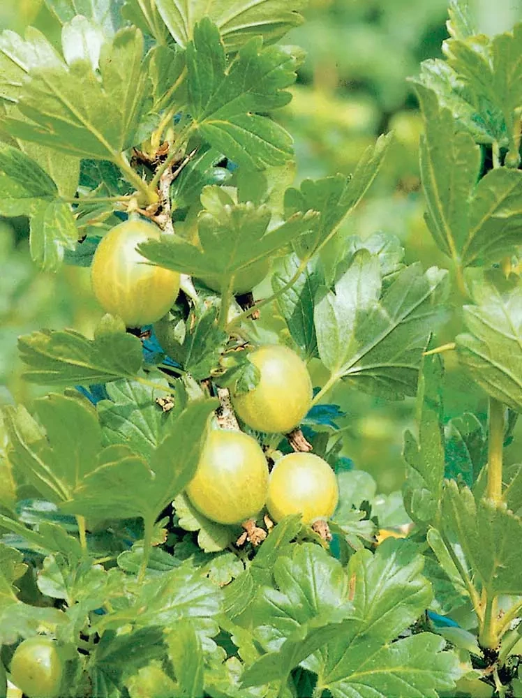 Drzewka, krzewy, pnącza | Sklep cebule.pl - Cebulki i Cebule Kwiatowe ...