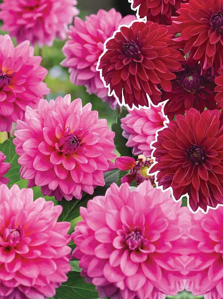 WYPRZEDAŻ -60% | Sklep cebule.pl - Cebulki i Cebule Kwiatowe, Sadzonki ...