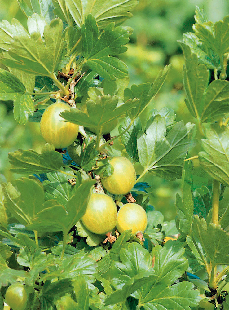 Agrest Zielony | Sklep Cebule.pl