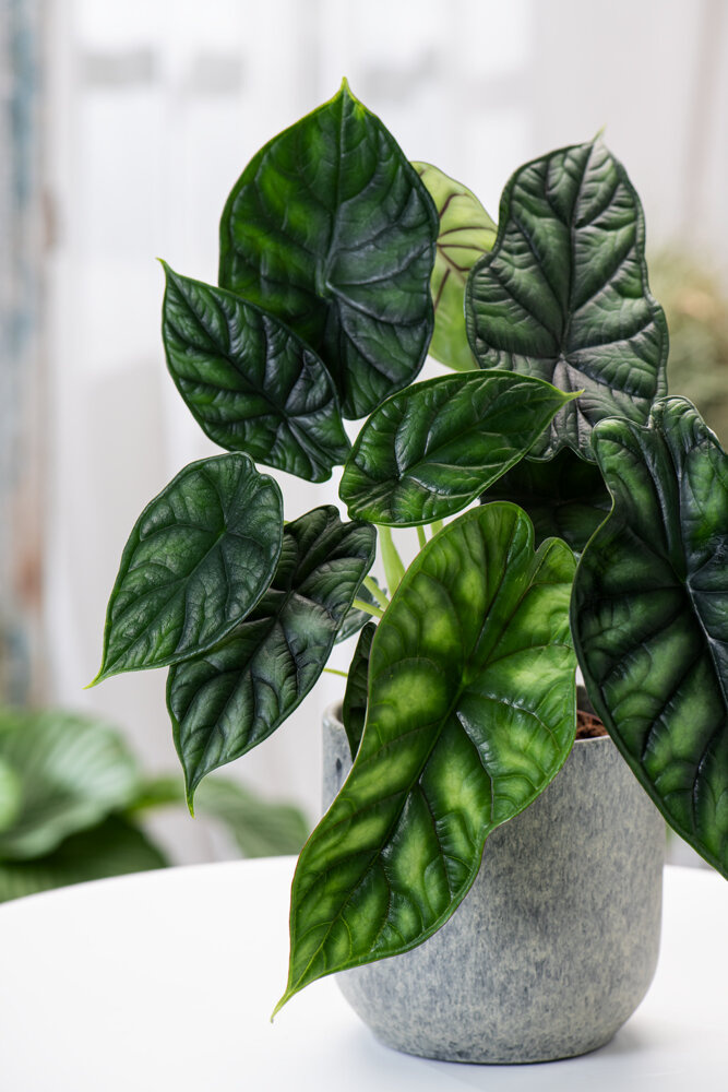 Alokazja Dragon Scale (Alocasia baginda dragon scale) | Sklep Cebule.pl