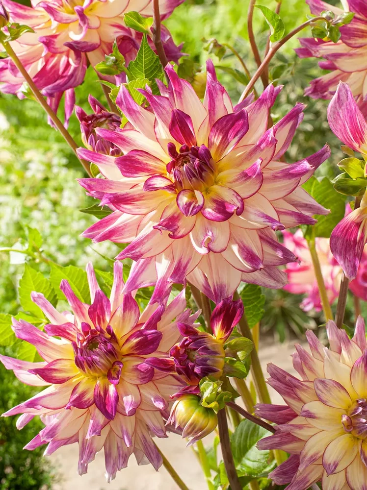 Dalia (Dahlia) 'Zoey Rey' 1 szy. | Sklep Cebule.pl