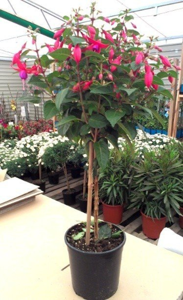 Fuksja Drzewko 80 cm z Włoskiej Uprawy! | Sklep Cebule.pl