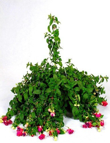 Fuksja Zwieszająca DUŻA KWITNĄCA SADZONKA w Doniczce 60 cm wysokości ...