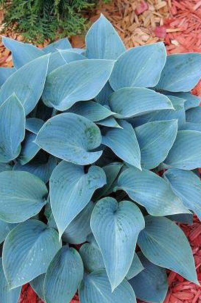 Funkia (Hosta) 'Canadian Blue' 1 szt. | Sklep Cebule.pl