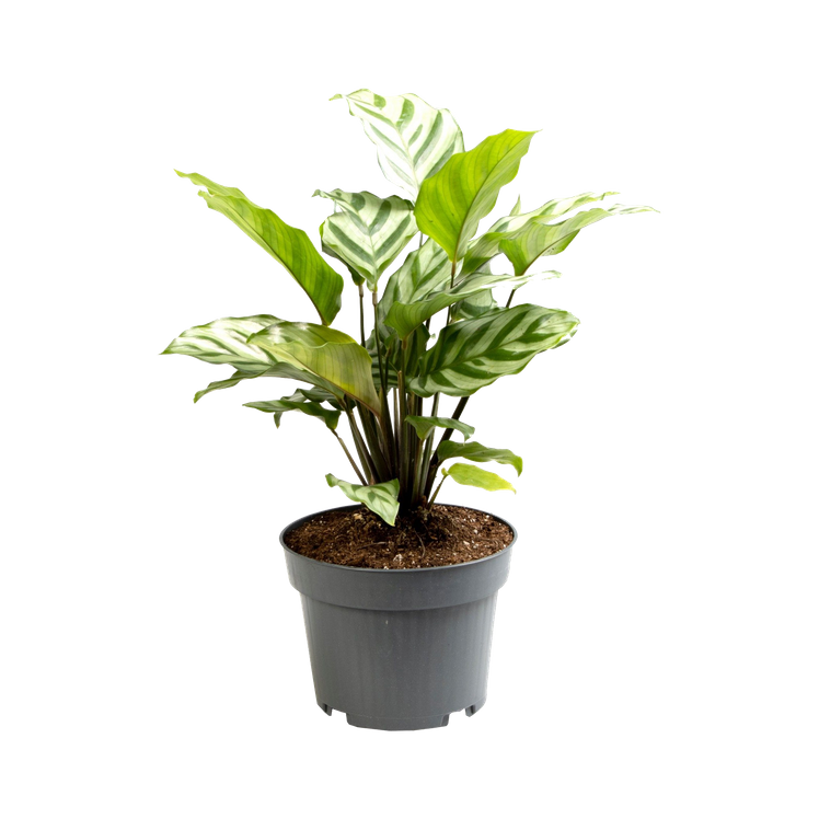 Kalatea Freddie (Calathea concinna Freddie) | Sklep Cebule.pl