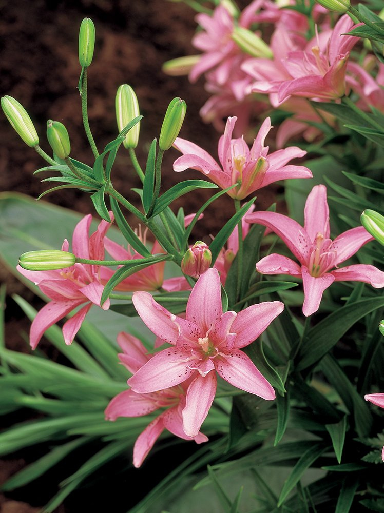 Lilia (Lilium) 'Little Kiss' 1 szt. | Sklep Cebule.pl