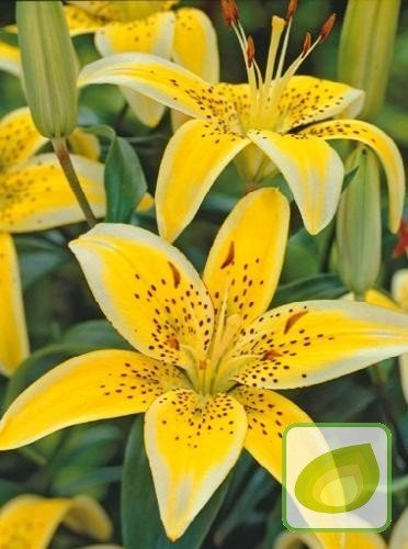Lilia (Lilium) Yellow Electric | Sklep Cebule.pl