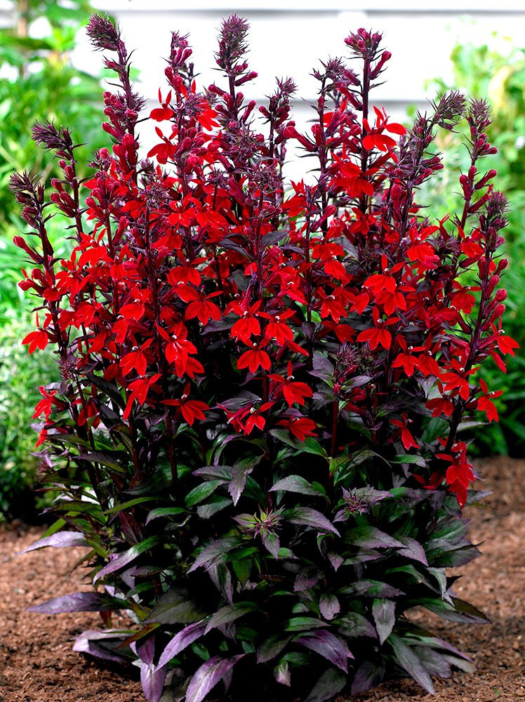 Lobelia (Lobelia cardinalis) 'Scarlet Princess' | Sklep Cebule.pl