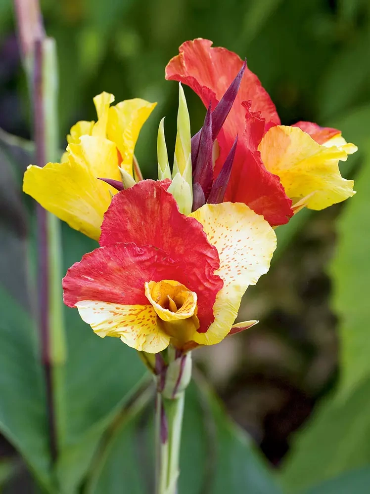Paciorecznik (Canna) 'Cleopatra' 1 szt. | Sklep Cebule.pl