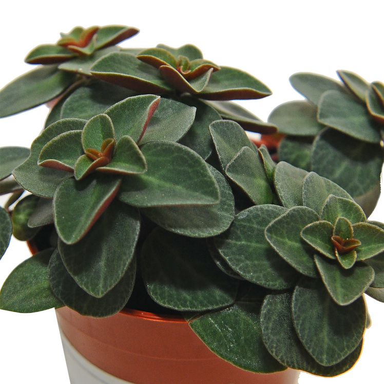 Peperomia verticillata Red Log | Sklep Cebule.pl
