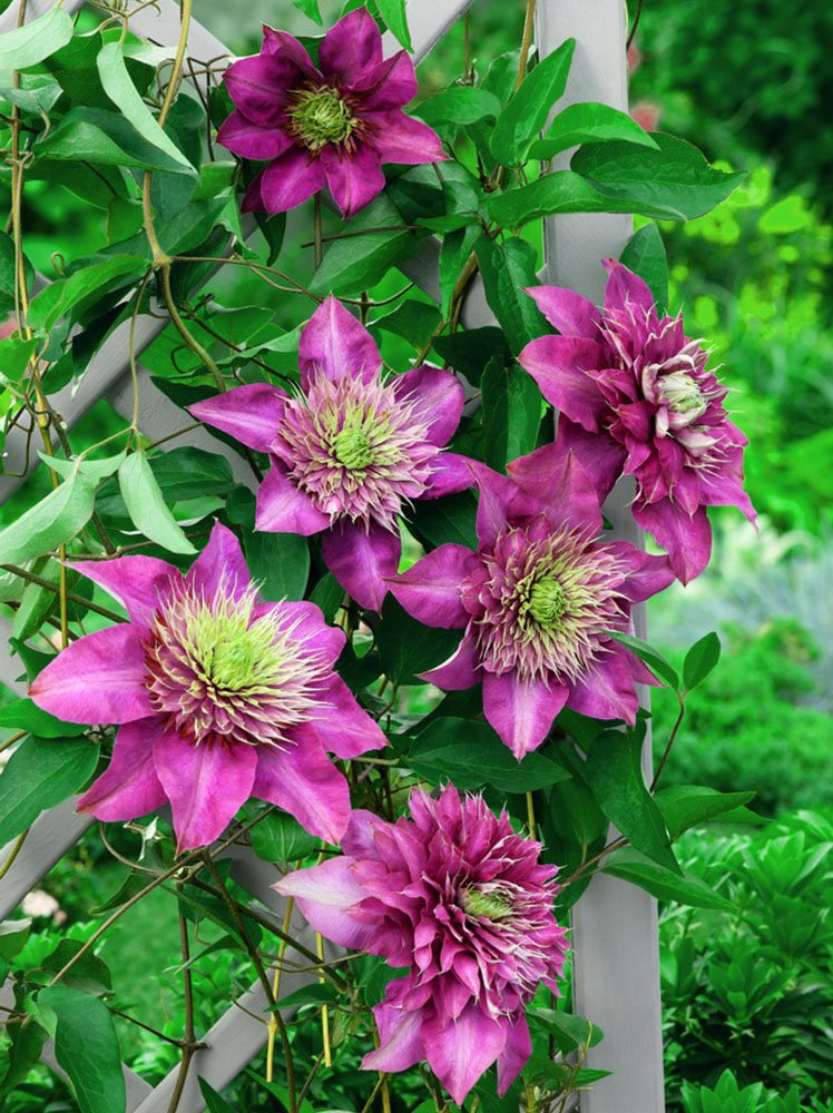 Powojnik (Clematis) 'Kardynał Wyszyński' | Sklep Cebule.pl