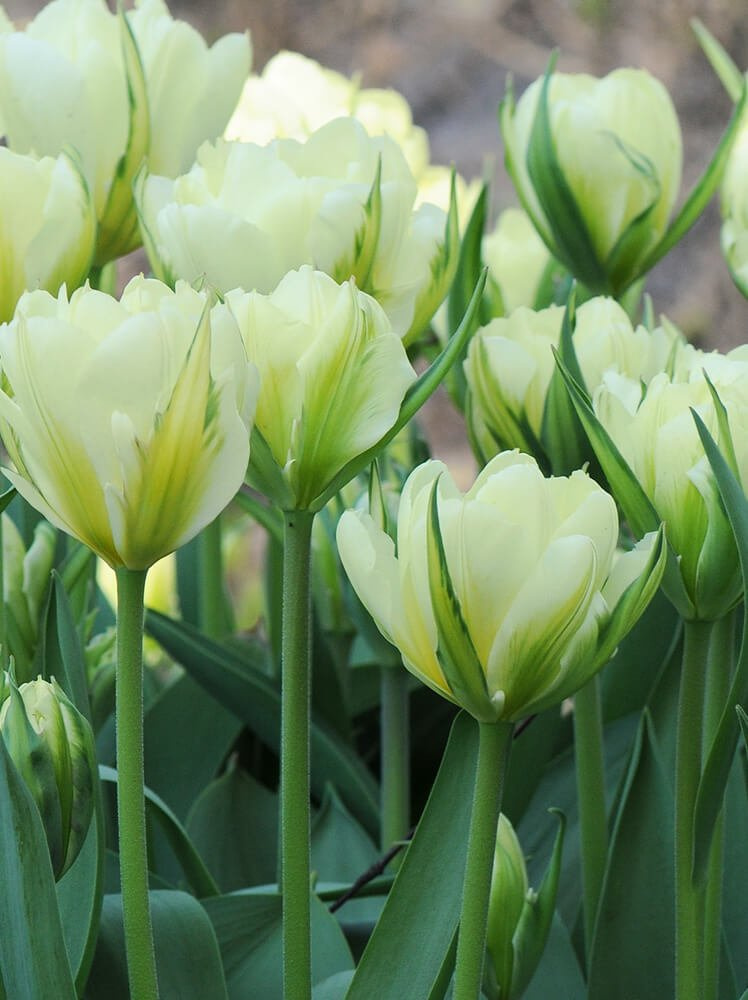 Tulipan Viridiflora (Tulipa) 'Spring green' 5 szt. | Sklep Cebule.pl