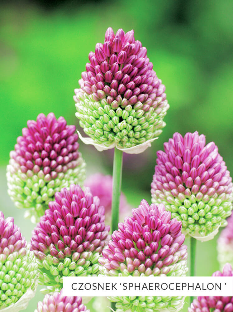 Zestaw Czosnki Ozdobne | Sklep Cebule.pl