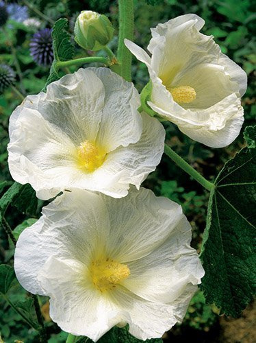 Zestaw Malwy | Sklep Cebule.pl