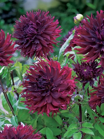 Dalia (Dahlia) 'Kenora Macob' | Sklep Cebule.pl