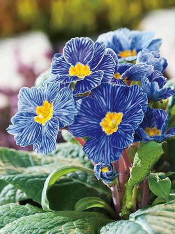 Pierwiosnek (Primula) 'Blue Zebra' | Sklep Cebule.pl