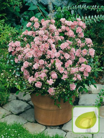 Róża (Rosa) Miniaturowa The Fairy | Sklep Cebule.pl